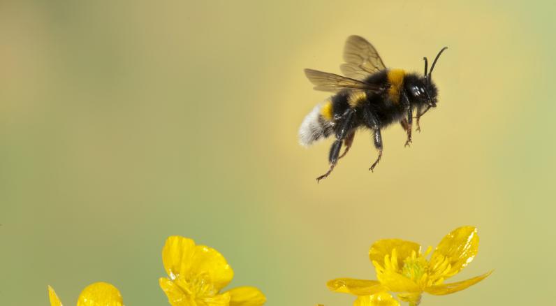 When Are Bees Fish? | The Heritage Foundation