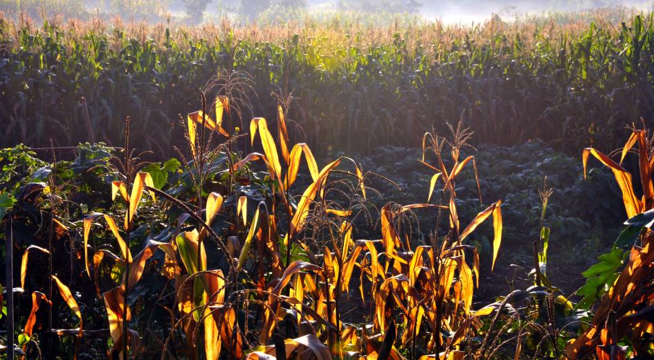 Corn Grows All Too Well in the Swamp | The Heritage Foundation
