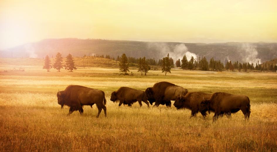 Federal Government Continues to Give Native American Tribes a Bad Deal ...