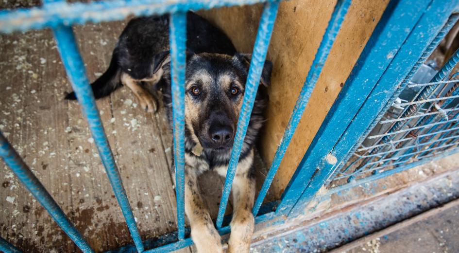 The Rehabilitative Potential of Having Prisoners Raise, Train Dogs ...