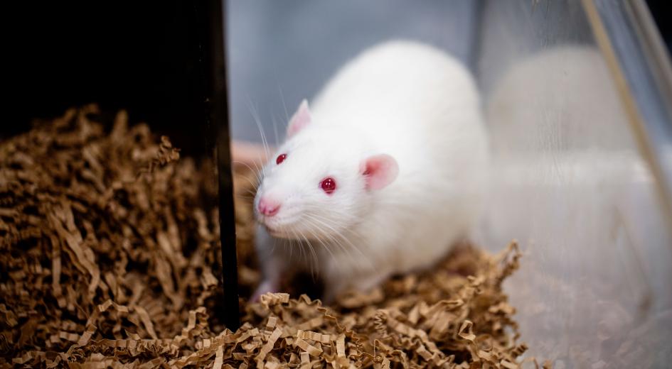 Chinese Scientists Try to Make a Male Rat Pregnant. It’s Time to Draw ...