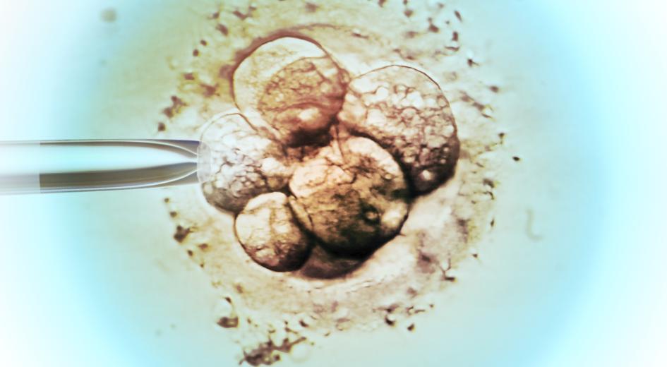 The Alabama Decision on Embryos | The Heritage Foundation